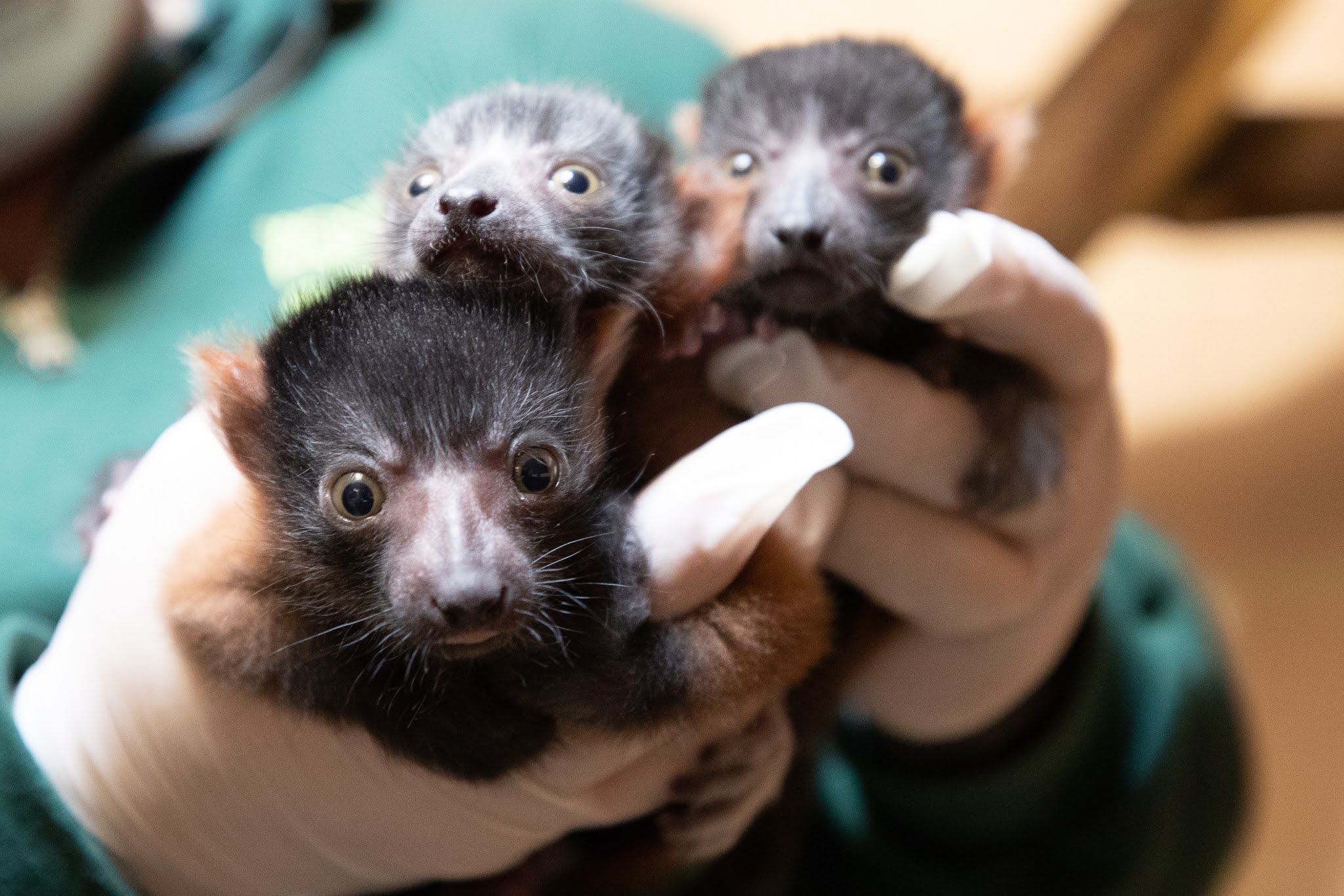 Triplets! Three bouncy baby lemurs were born March 29