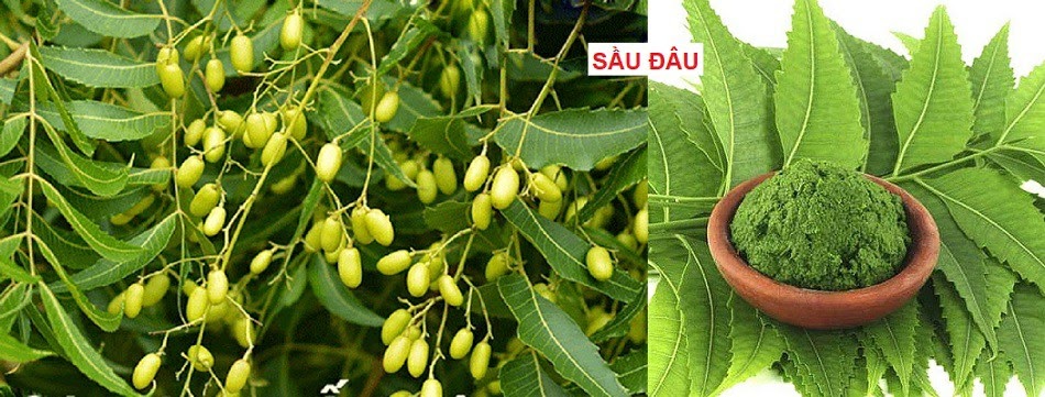 CÂY THUỐC TRỊ BỆNH THÔNG DỤNG - SẦU ĐÂU
