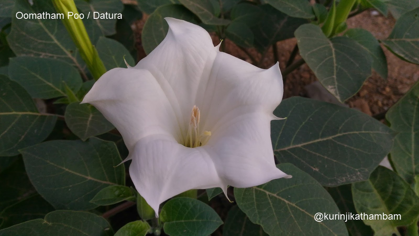Flowers from My Cam: 18. Oomaththam Poo / Datura / Moon Flower ...