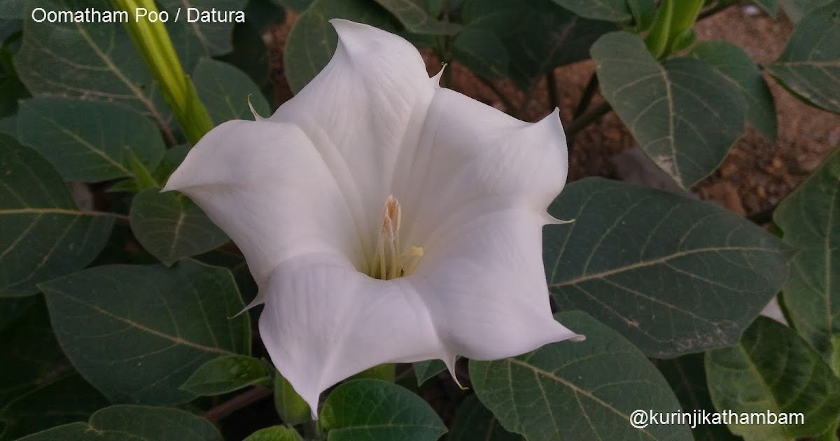 Flowers from My Cam: 18. Oomaththam Poo / Datura / Moon Flower ...
