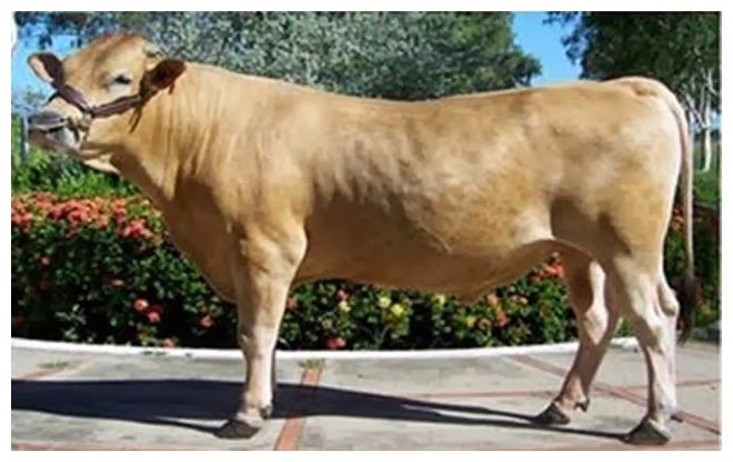 Generalidades de la Ganadería Bovina.: Carora