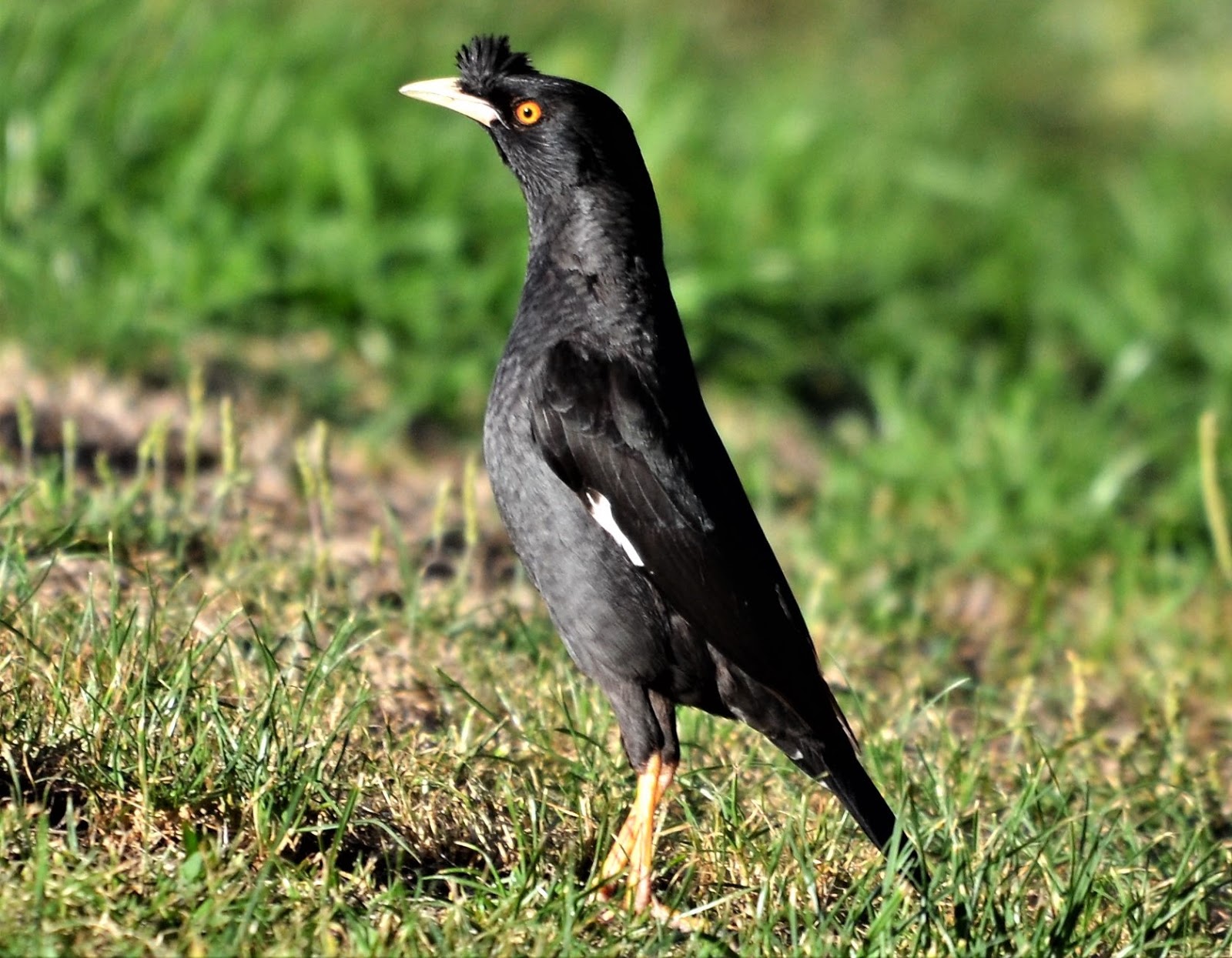 Imagens da vida animal: Mainá-de-crista (Acridotheres cristatellus)