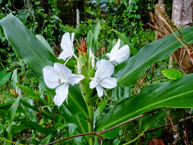 White Ginger - Parasathu Mal | SL Flora