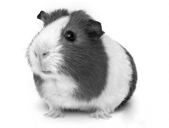 i pensieri di Protagora...: Verba volant (481): cavia...