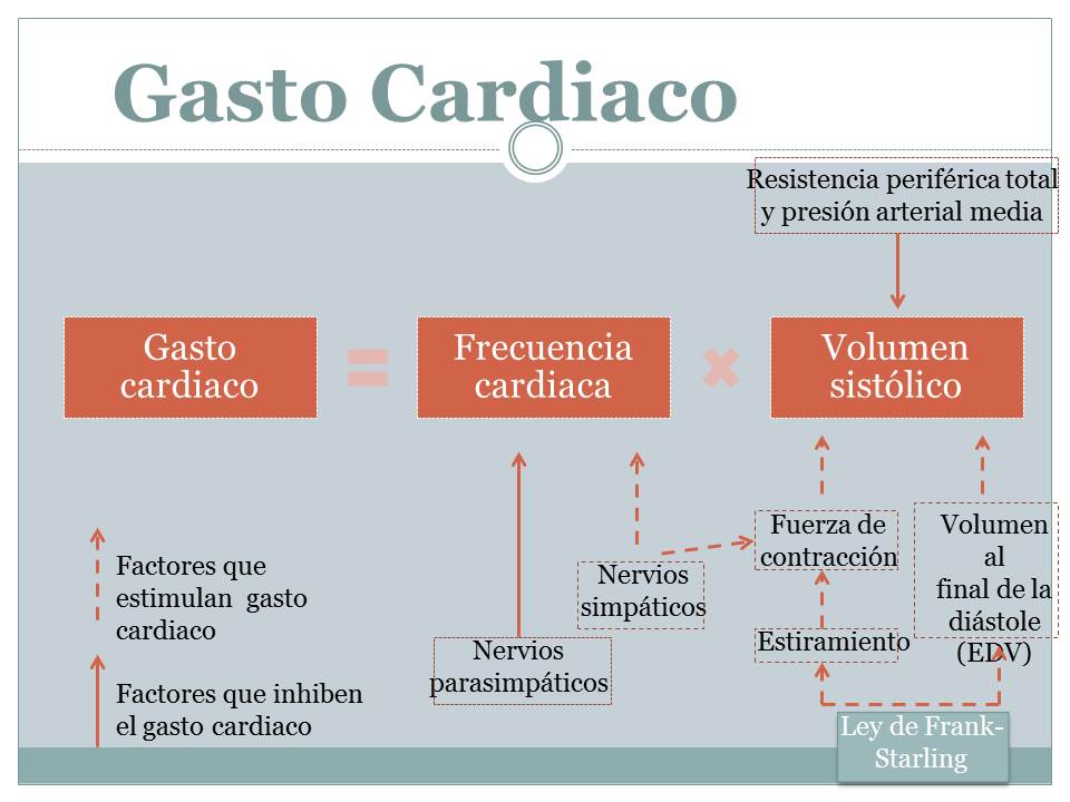 Fisiología del Sebas: Gasto cardiaco