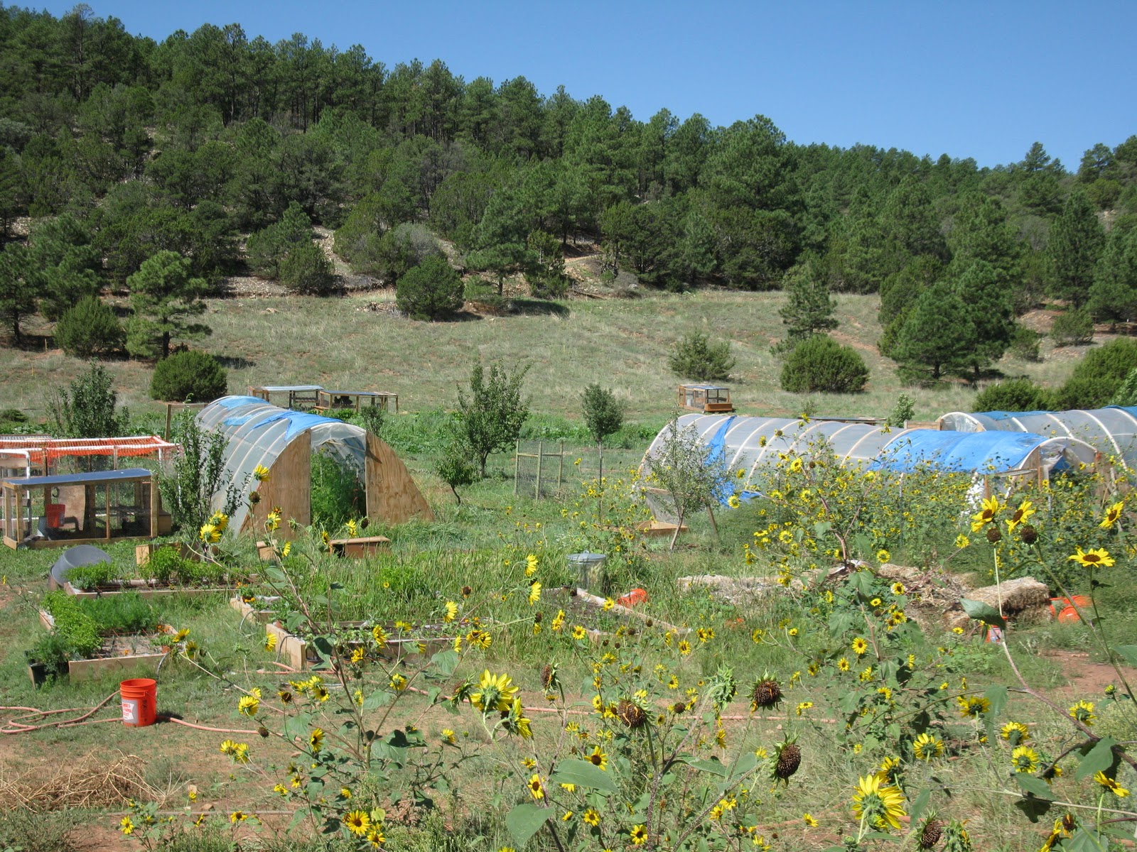 Peter and the WWOOF: Big Sky Country / Bodhi Farms