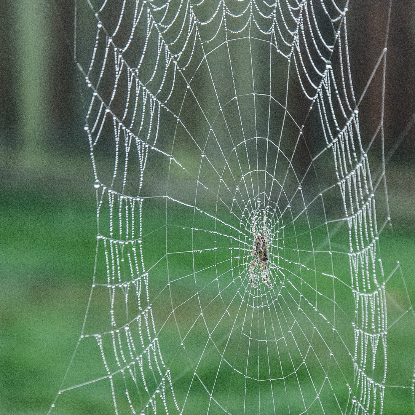 Pacific Northwest Photography: September Spiders