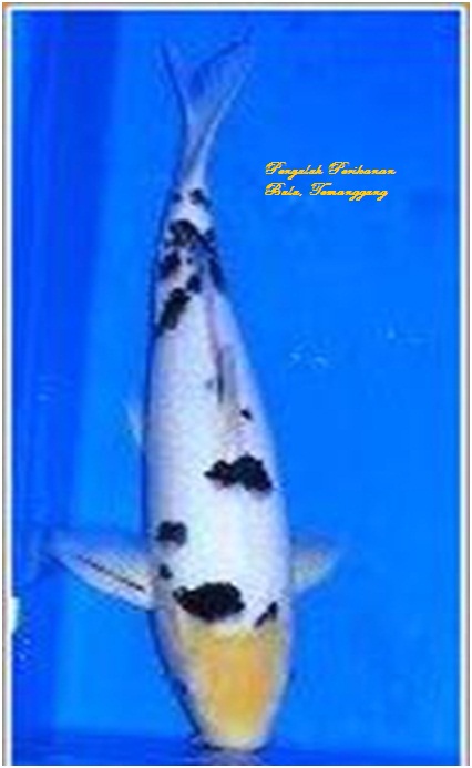 Penyuluh Perikanan Bulu - Kab. Temanggung: Mengenal Jenis – jenis Ikan ...