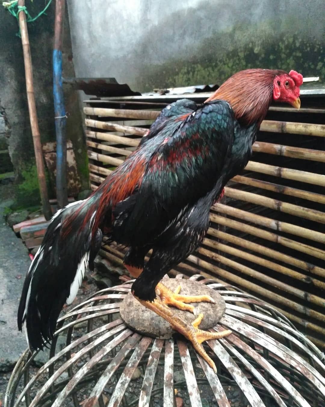 KARAKTER AYAM PAKHOY CIRI FISIK DAN CIRI KHAS - Famora Farm