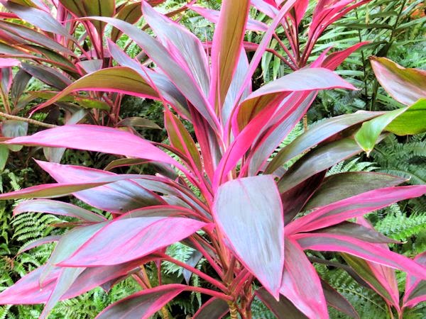 A GUIDE TO NORTHEASTERN GARDENING: A Look Beyond: Blooms and Birds of ...