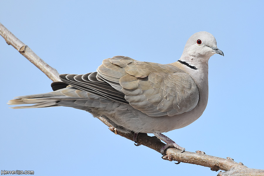 El Herrerillo: Tórtolas turcas (Streptopelia decaocto) en Miravet