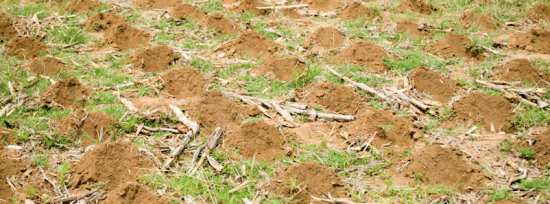 Ecologia Rural: Agricultura: Labranza y Rotación de cultivos