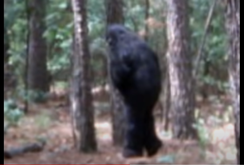 RMSO Bigfoot: Michigan Bigfoot on Game Cam Video