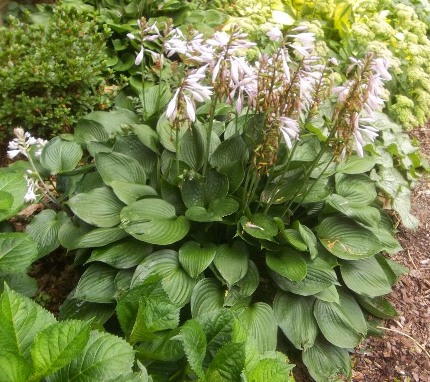 Future Plants by Randy Stewart: Hosta