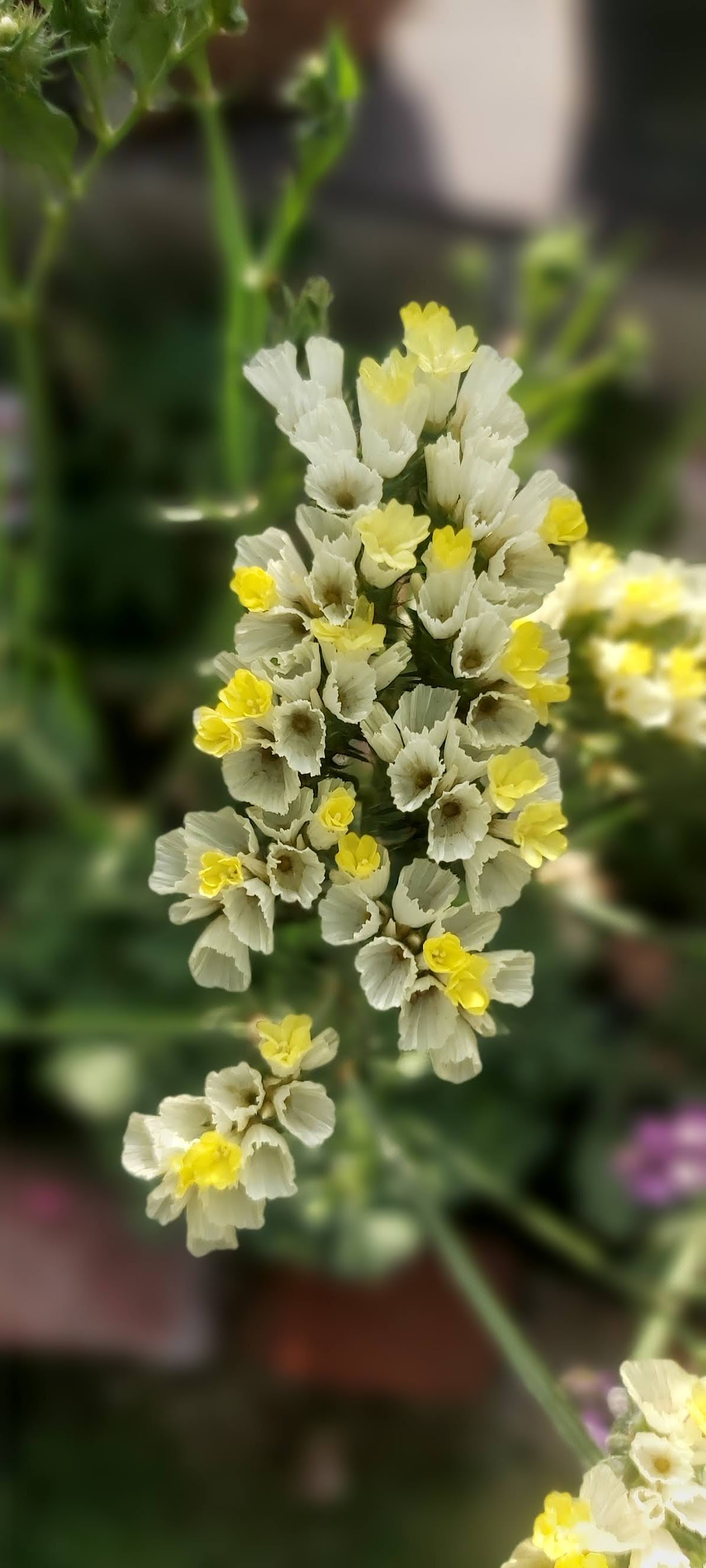 Jaipur Garden: Garden Affair : Stunning Statice Flowers