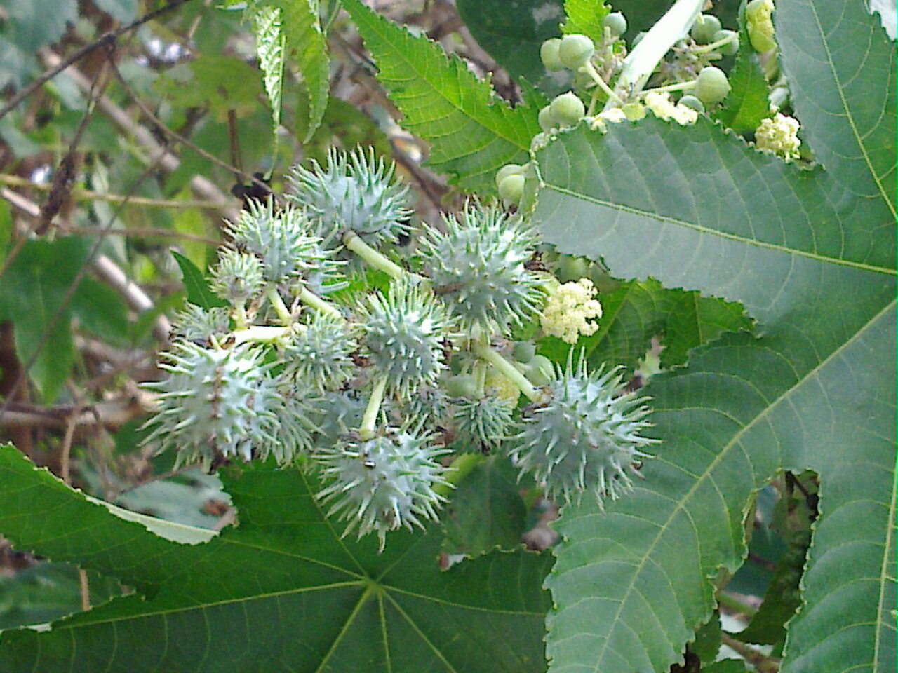 Cultivation of Castor; A Complete Information Guide - Agrovista-Farming