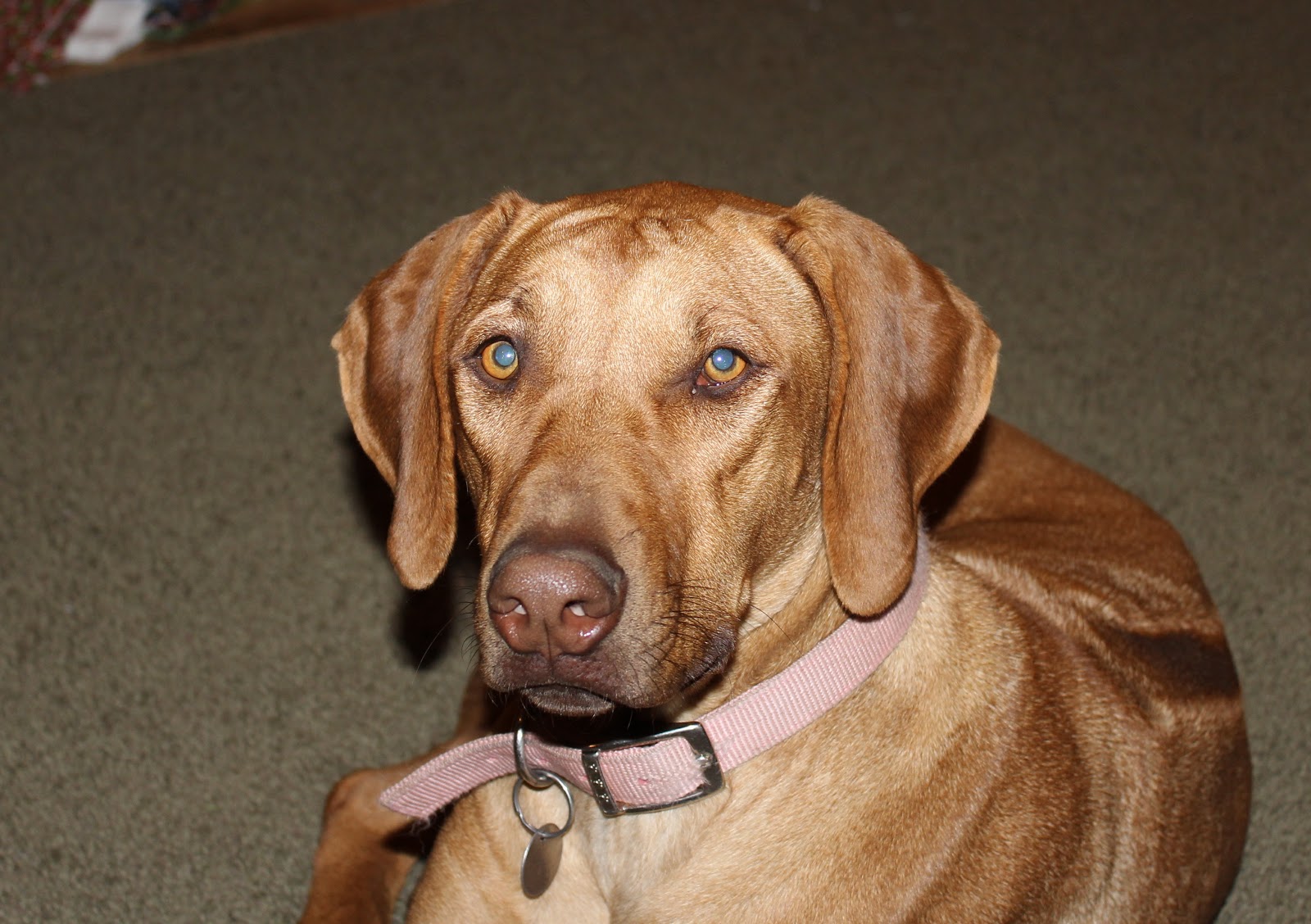 MR Ridgebacks: Our Ridgeback Family