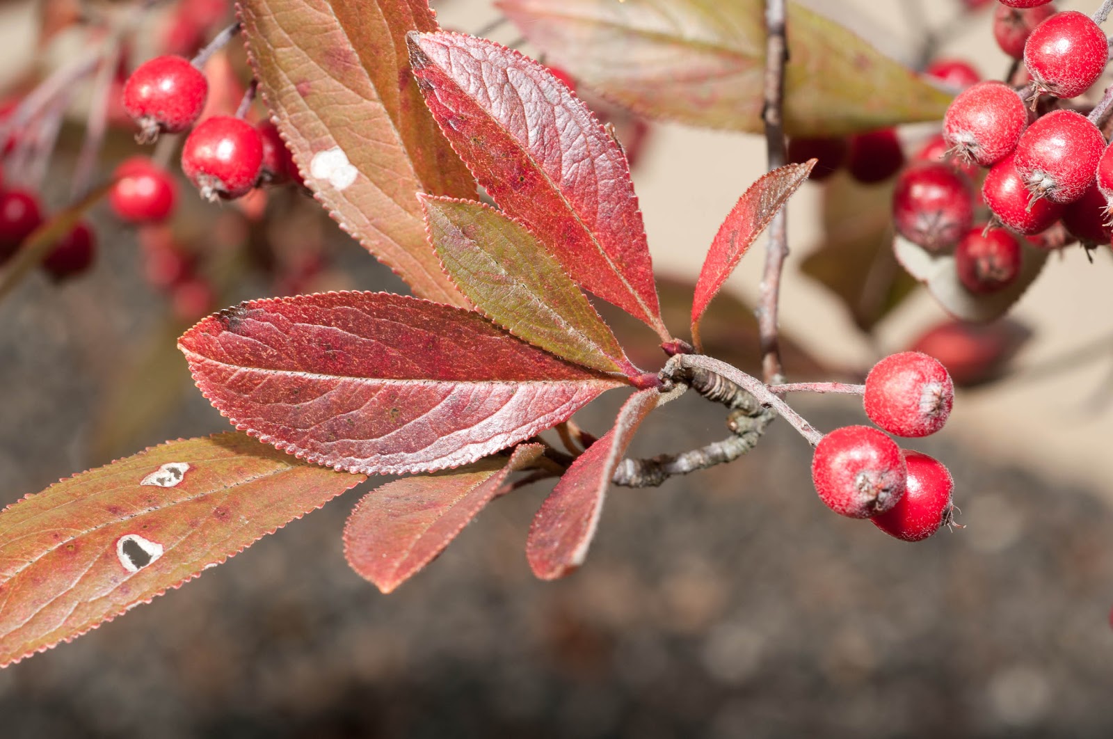 Temperate Climate Permaculture: Permaculture Plants: Aronia or Chokeberry