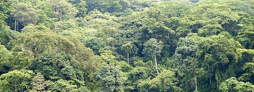 Freedom For Oromia(Oromiyaa): Who Burn Oromian forests?
