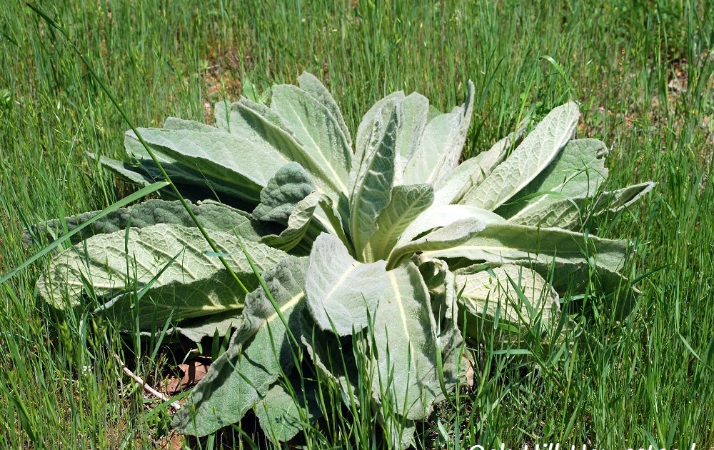 Woolly Mullein, How to Identify and Use It - Oak Hill Homestead