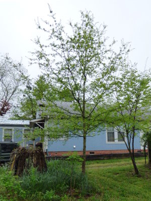 5 Acres & A Dream: Spring Chores: Trees
