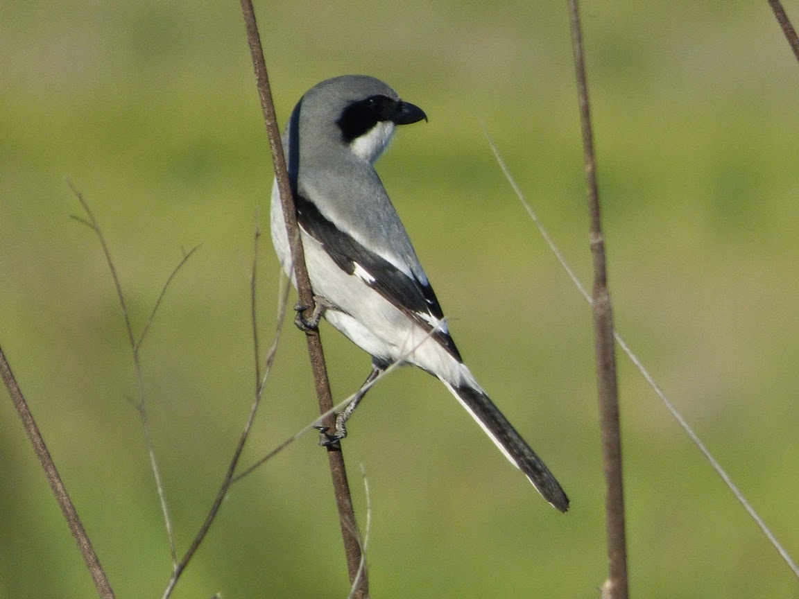 Geotripper's California Birds: Loggerhead Shrike at the Merced National ...