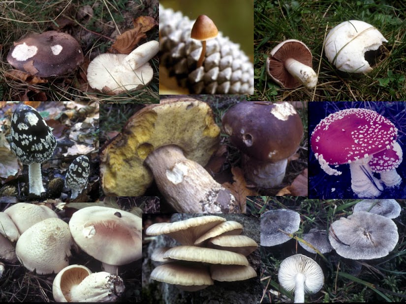 Guía de Setas y Hongos de Navarra.: Grupos Hongos
