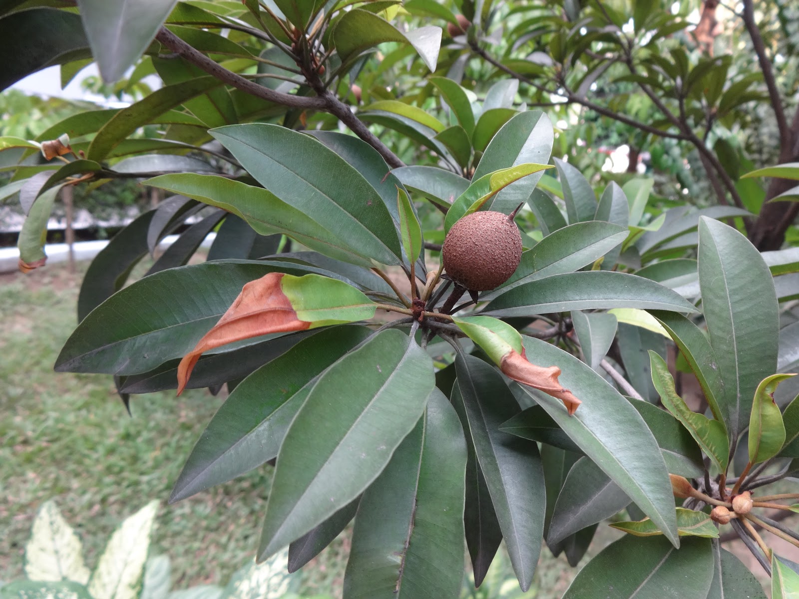 Herbs from Distant Lands: Manilkara zapota - Sapodilla, Chico, Chicle