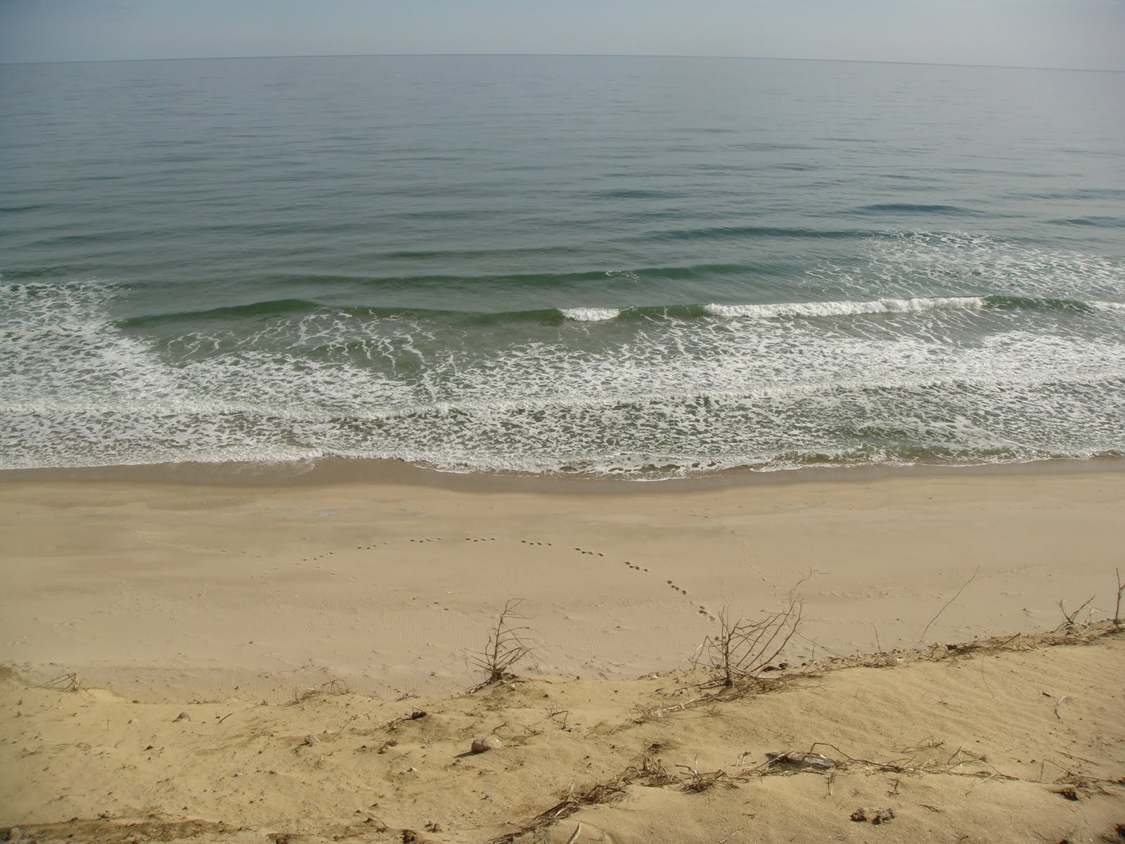 The Lollipop Tree: The Lower Cape - A Day To Remember!