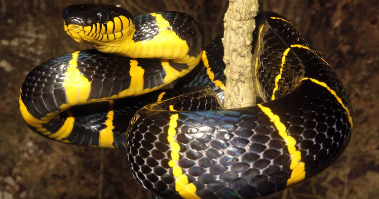 Snakes of around the world: Mangrove Snake