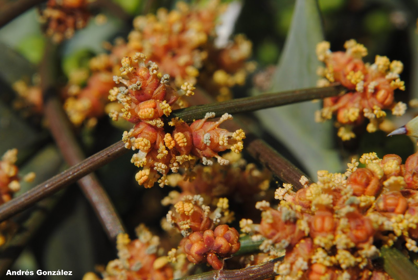 FOTOS DE FLORA NATIVA Y ADVENTICIAS DE URUGUAY : Ephedra tweediana ...