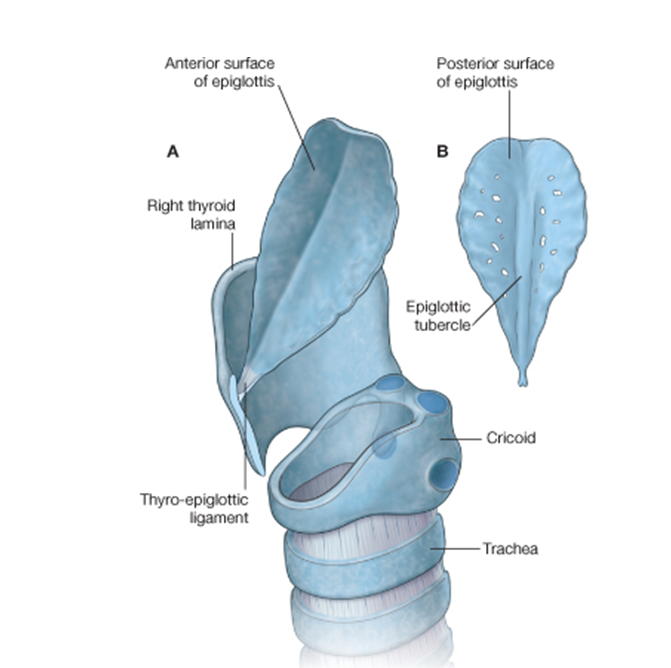 MBBS Medicine (Humanity First): Anatomy of Larynx