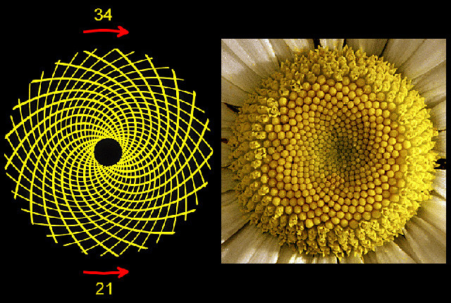 Unschooling Math Golden Ratio And Fibonacci Sequence Unschooling Math Golden Ratio And Fibonacci Sequence