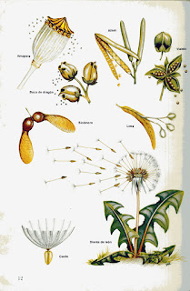 Txirpial: LA DISPERSIÓN DE LAS SEMILLAS