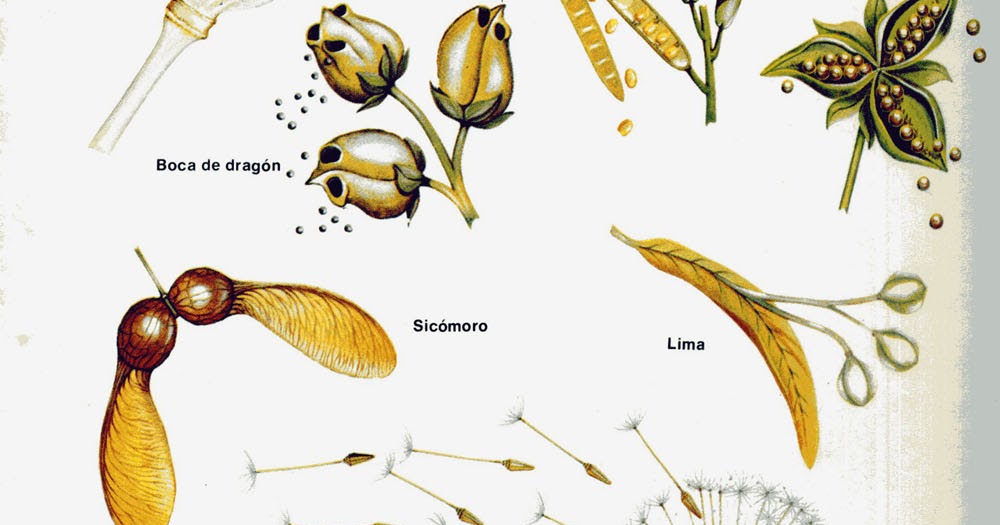 Txirpial: LA DISPERSIÓN DE LAS SEMILLAS