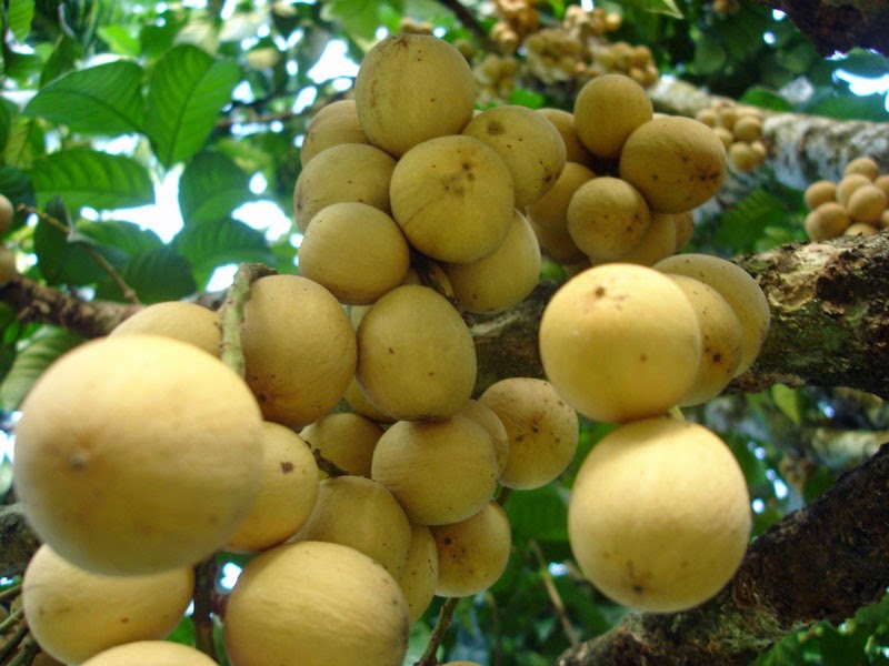 Health benefits of Duku or Langsat Fruits | Oze Marketing | Memo Plus ...