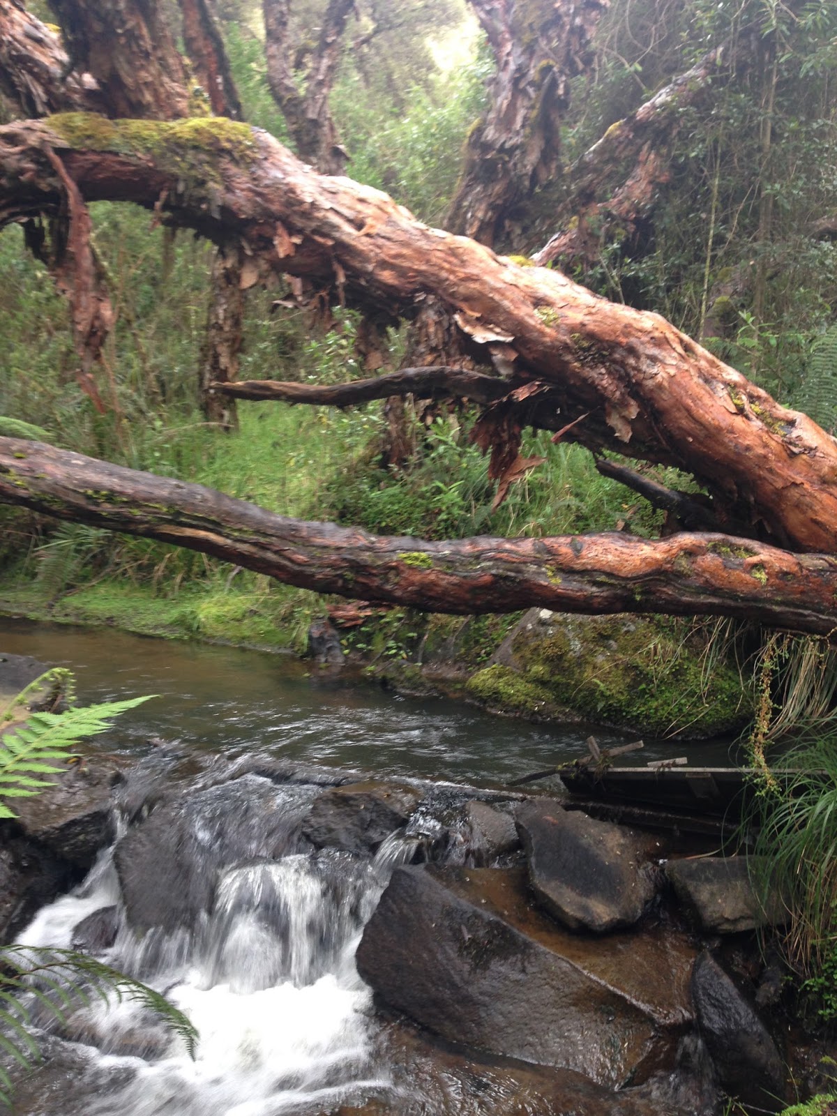 Polylepis, un bosque encantado en Ecuador