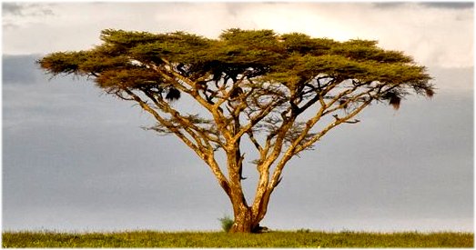 LENNARD'S BONSAI BEGINNINGS.: Defining the Acacia Flat Top Style