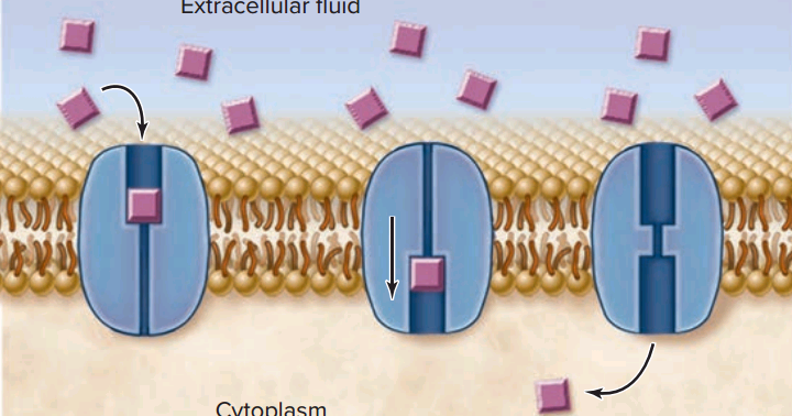 Movement of Molecules Across Membranes - Biology