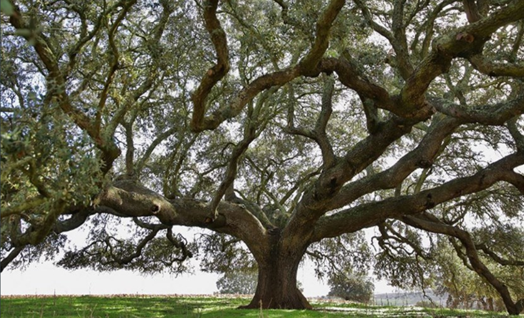Ciclo da Azinheira III - Montalvam