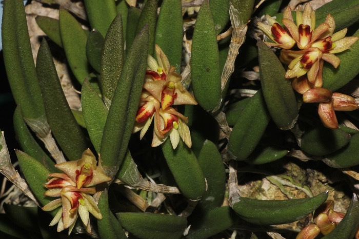 Dockrillia rigida care and culture | Travaldo's blog