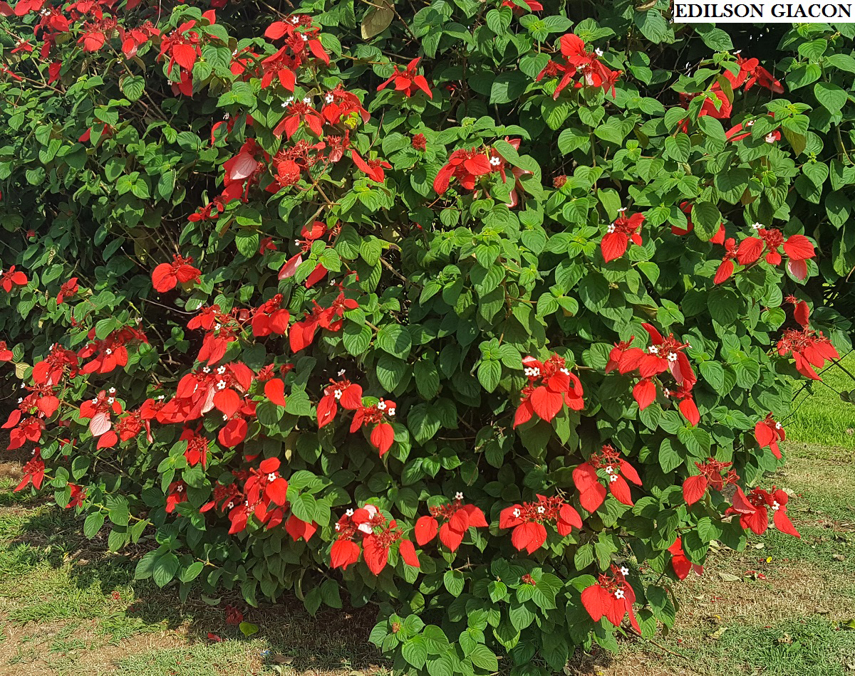 Viveiro Ciprest - Plantas Nativas e Exóticas: Mussaenda Vermelha ...