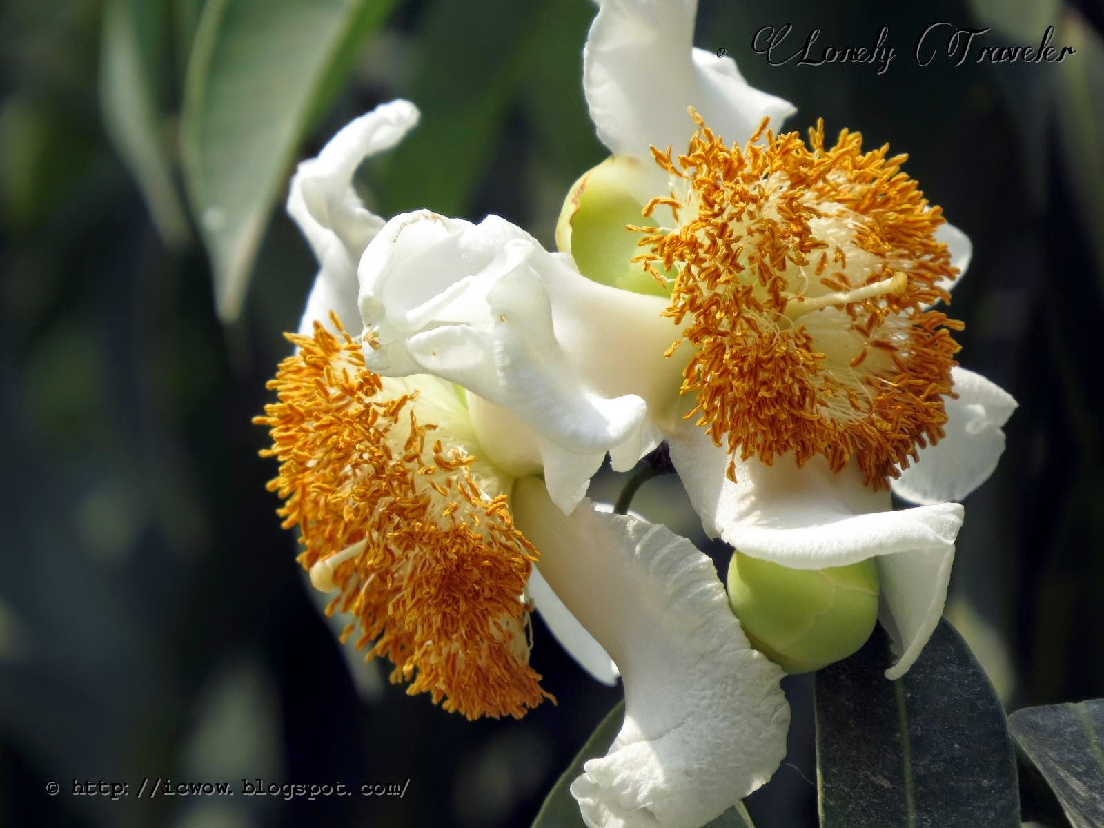 Nagesshor ful (নাগেশ্বর ফুল) - Mesua ferrea