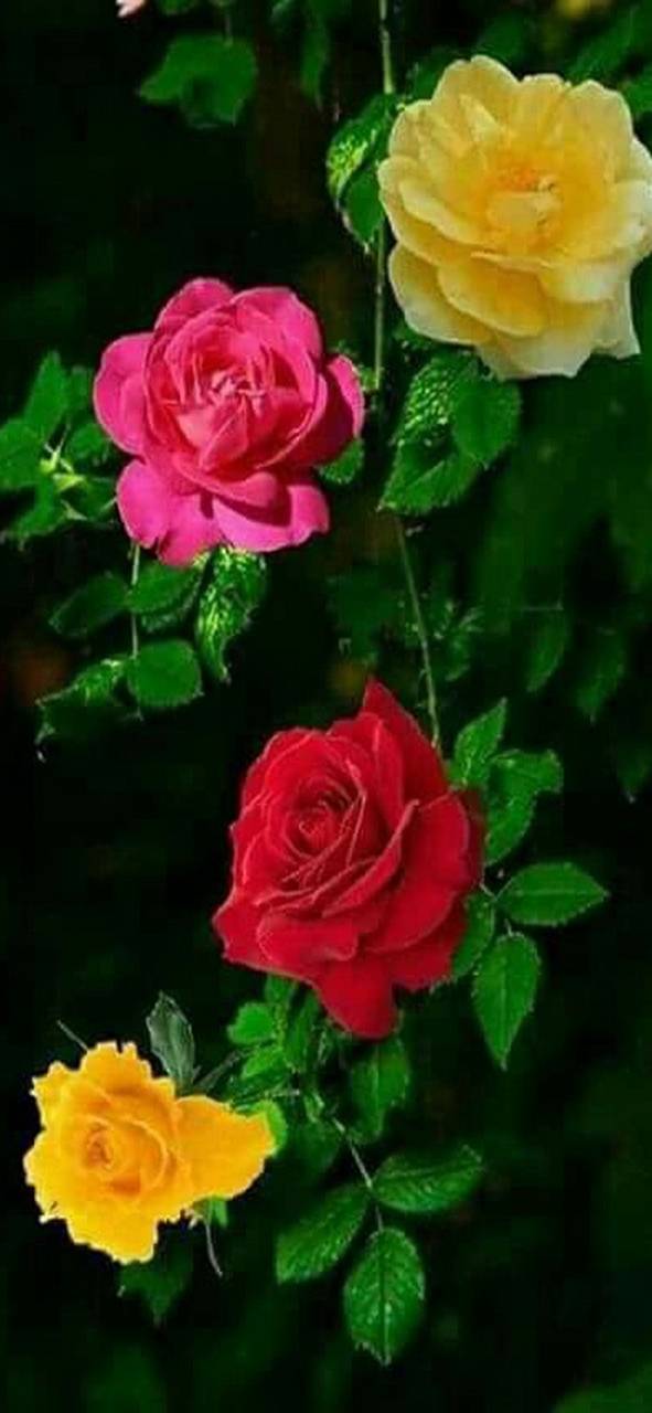 Juan Maldonado: The best Wallpapers and Screensaver of Roses