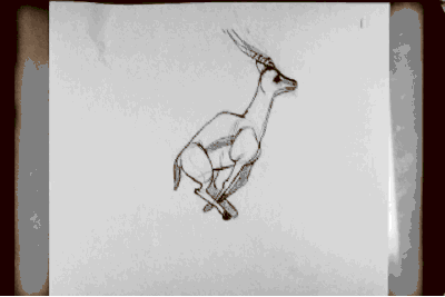 Antelope Running Gif