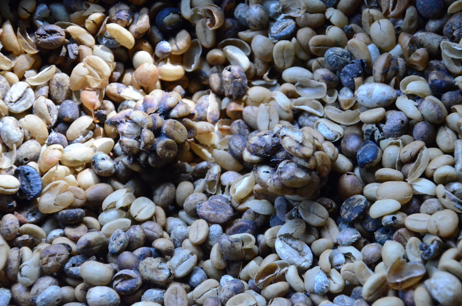 On the road again: Luwak Coffee - Digested & excreted by cats, picked ...