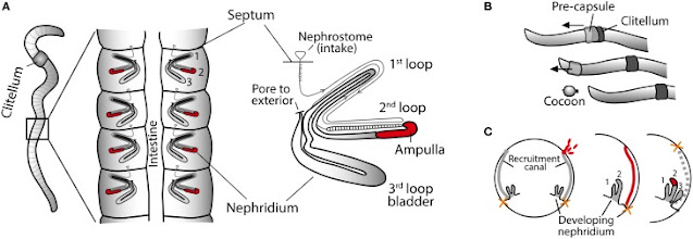 Nephron Vs Nephridium (Meta-nephidia & Proto-nephridia)