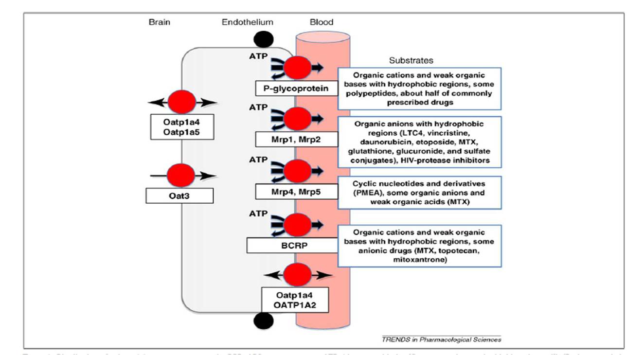 Pharmacogenetics and Variability in Drug Response: 2011