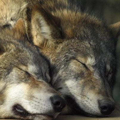 ANIMALS TIME : The 10 cutest wolfs pics (las 10 fotos más tiernas de lobos)