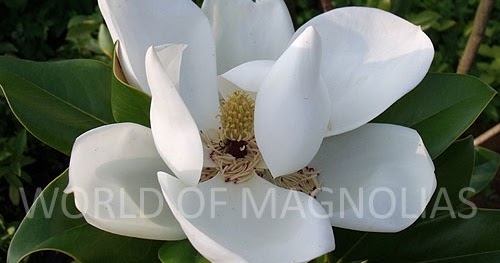 WORLD OF MAGNOLIAS: Magnolia "Edith Bogue"